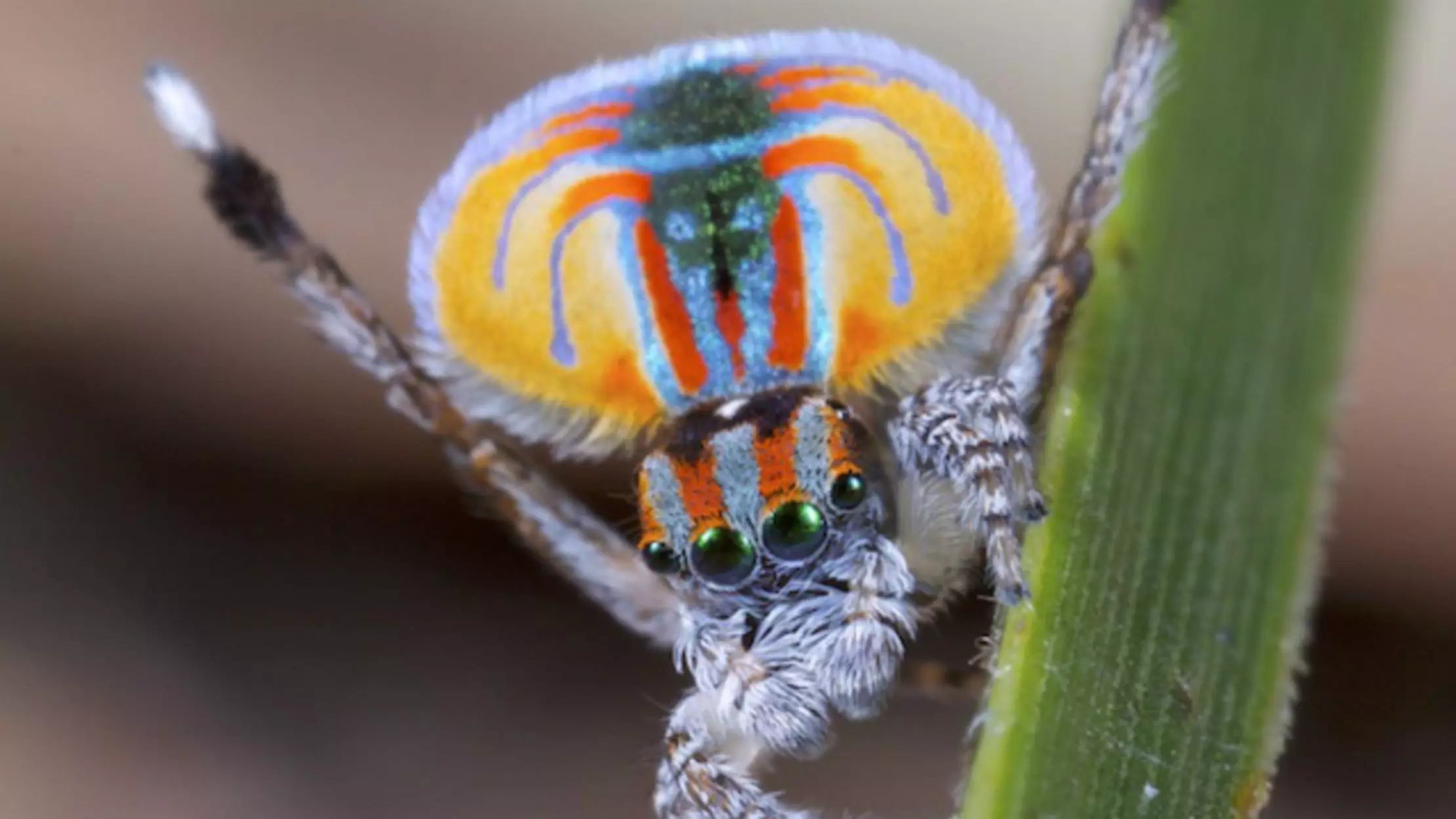 Spinnen eten elk jaar honderden miljoenen tonnen insecten