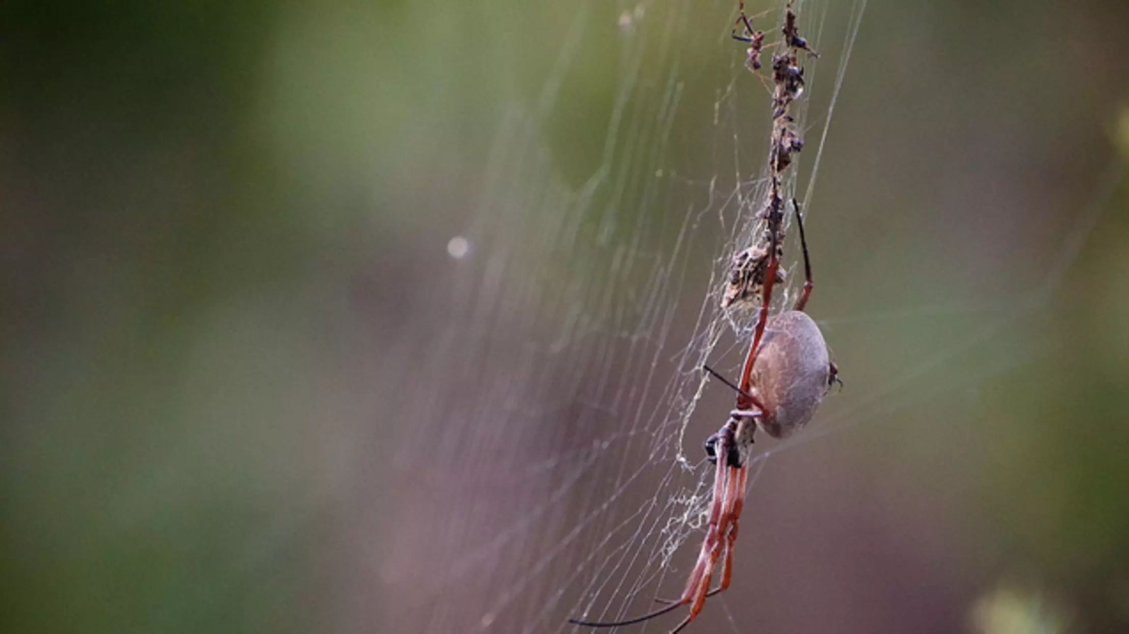 The Nightmare Is Real: Het regent spinnen in Australië