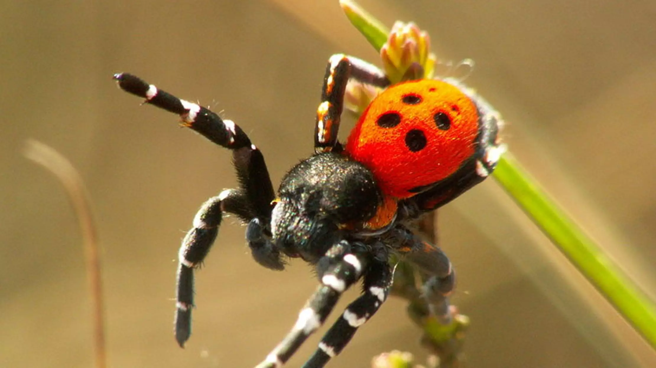 Menm entomologist yo pè areye yo