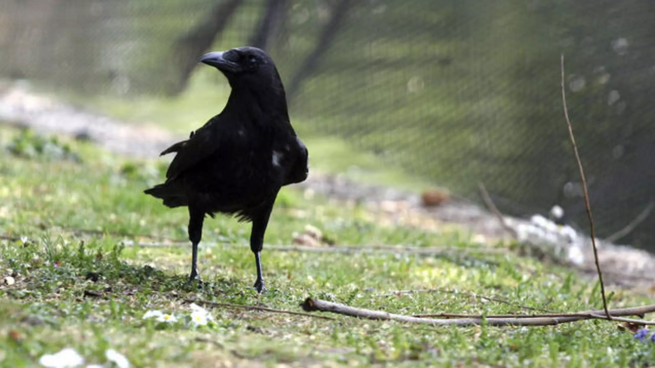 Doblar pals en eines sembla que és un problema per als corbs