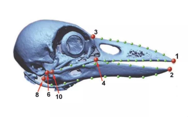 Questo becco di corvo si è evoluto per impugnare strumenti 3313_1