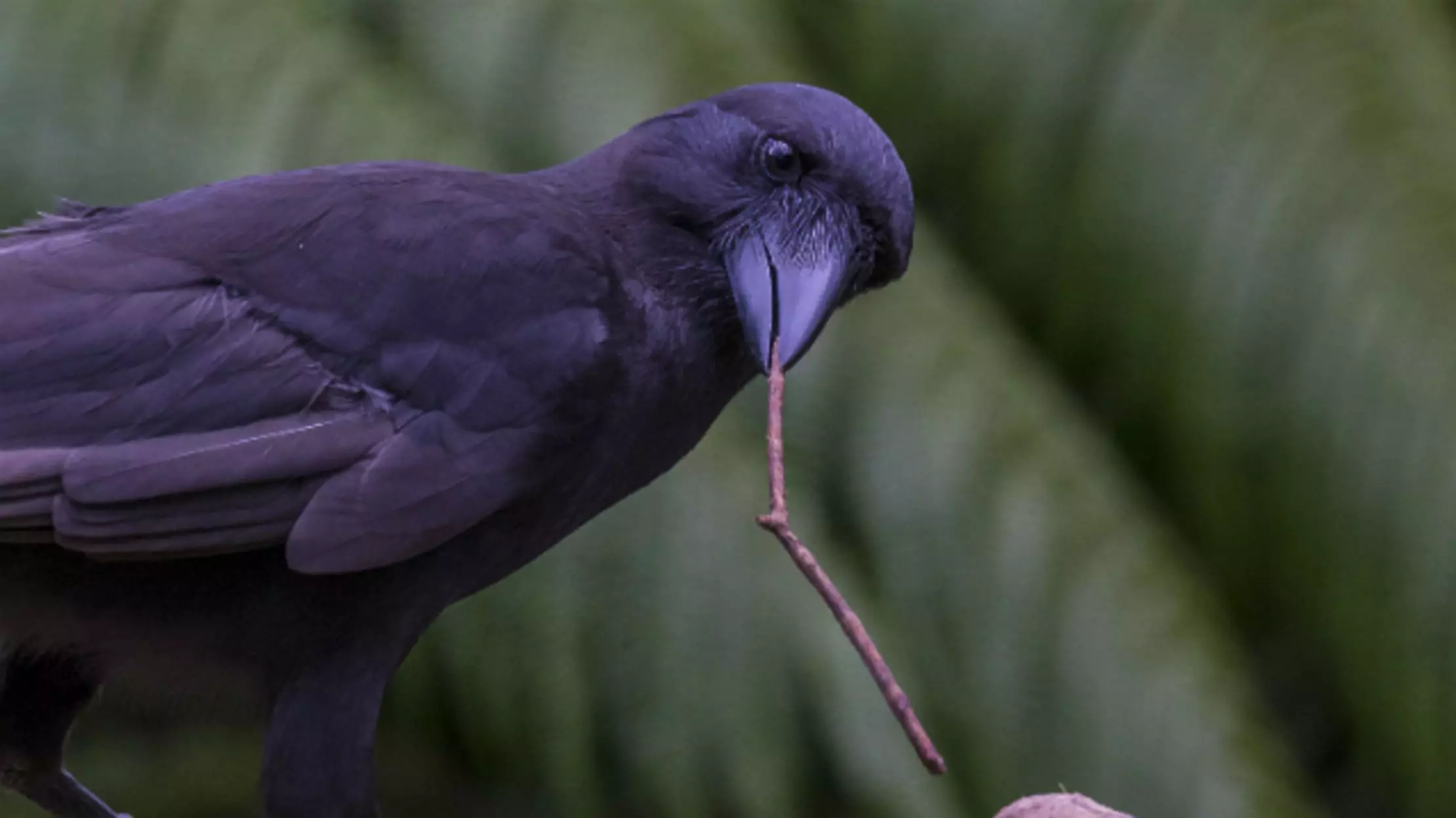 Ngwa-eji Hawaiian Crows Jikọọ ụdị nnụnụ nke MENSA