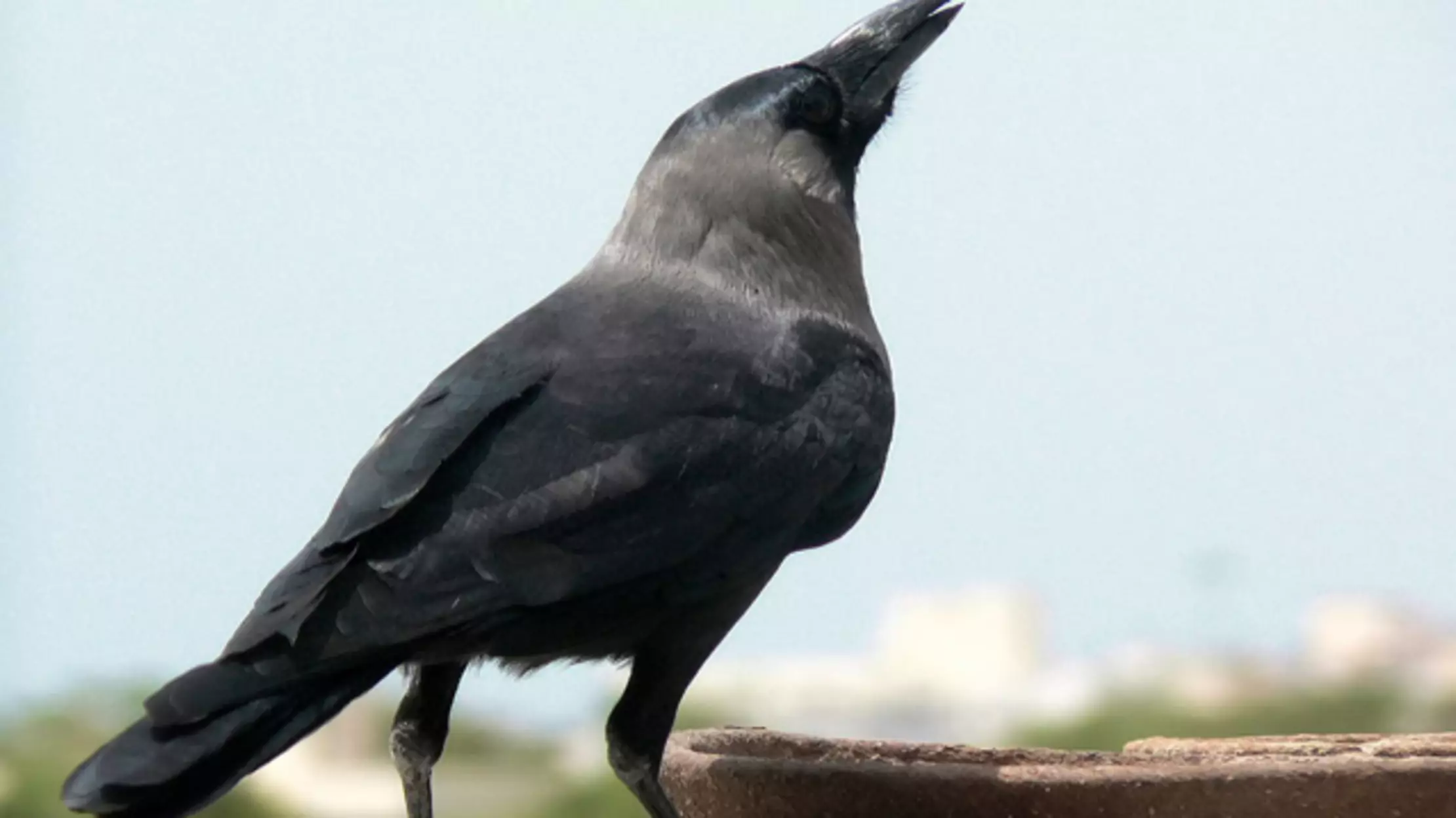 Burung Gagak dan Burung Gagak Adalah Pakar Menahan Diri