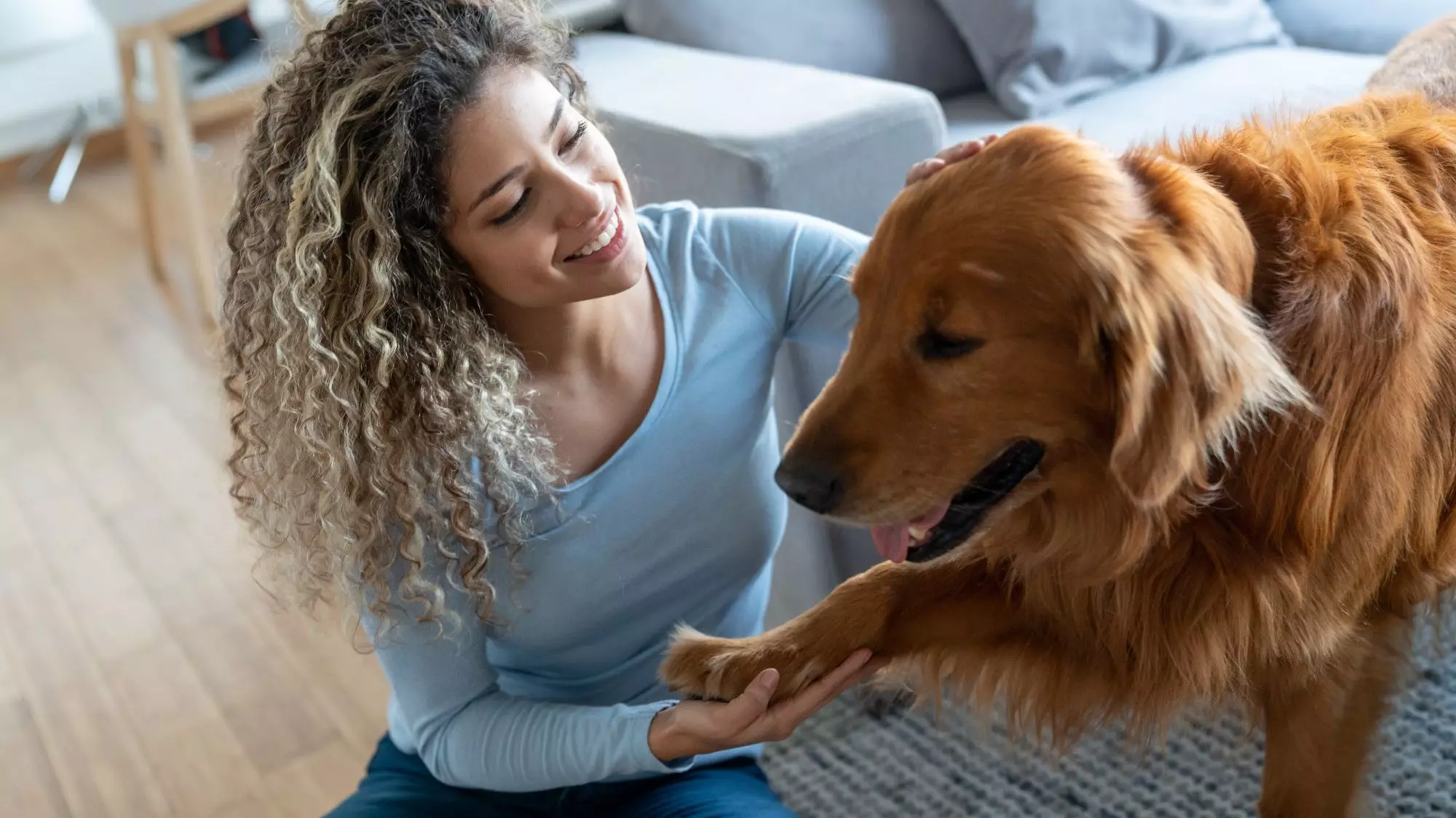 Die rede waarom honde hul pote op jou sit