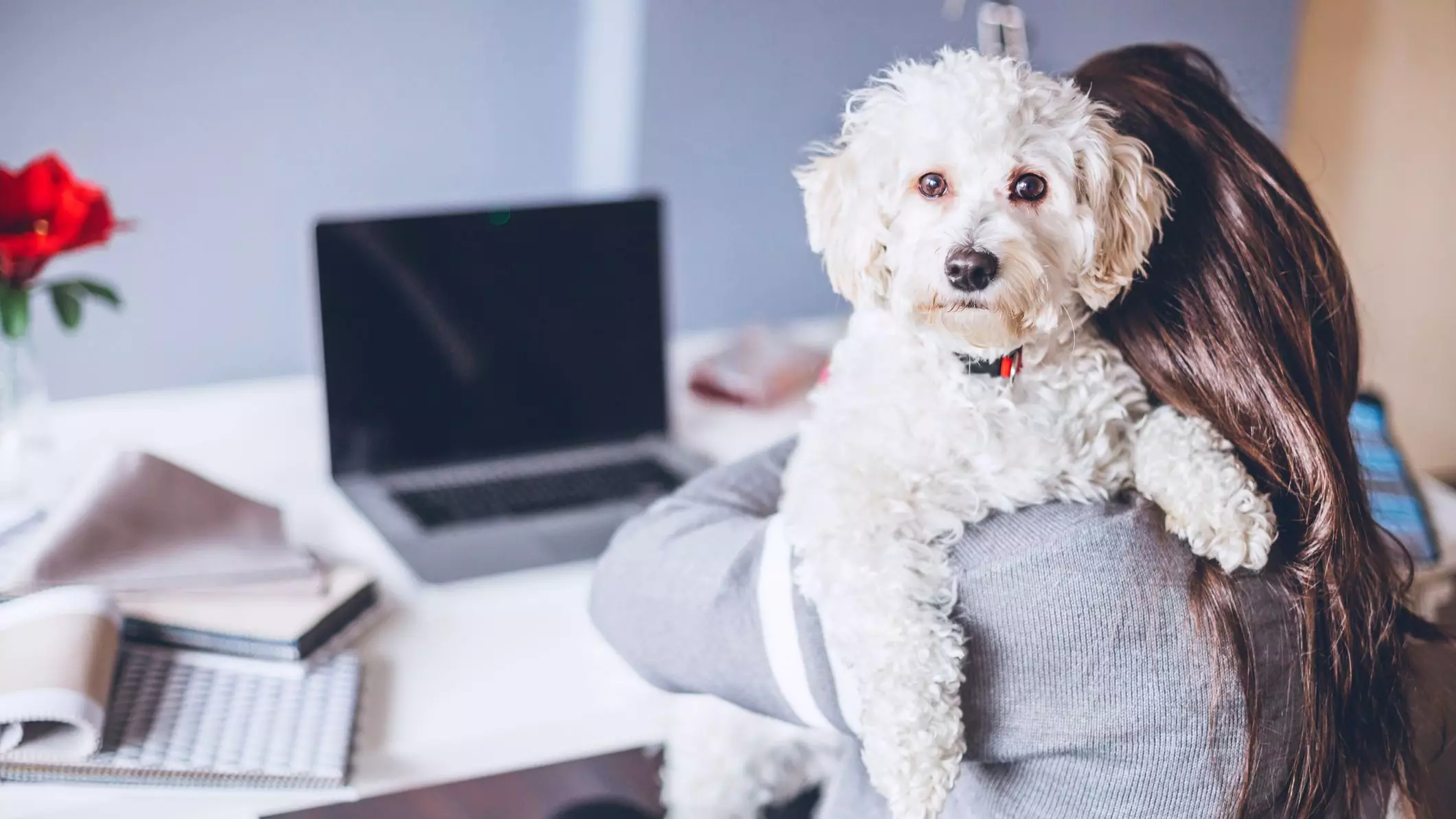 9 Voordele om jou hond werk toe te neem