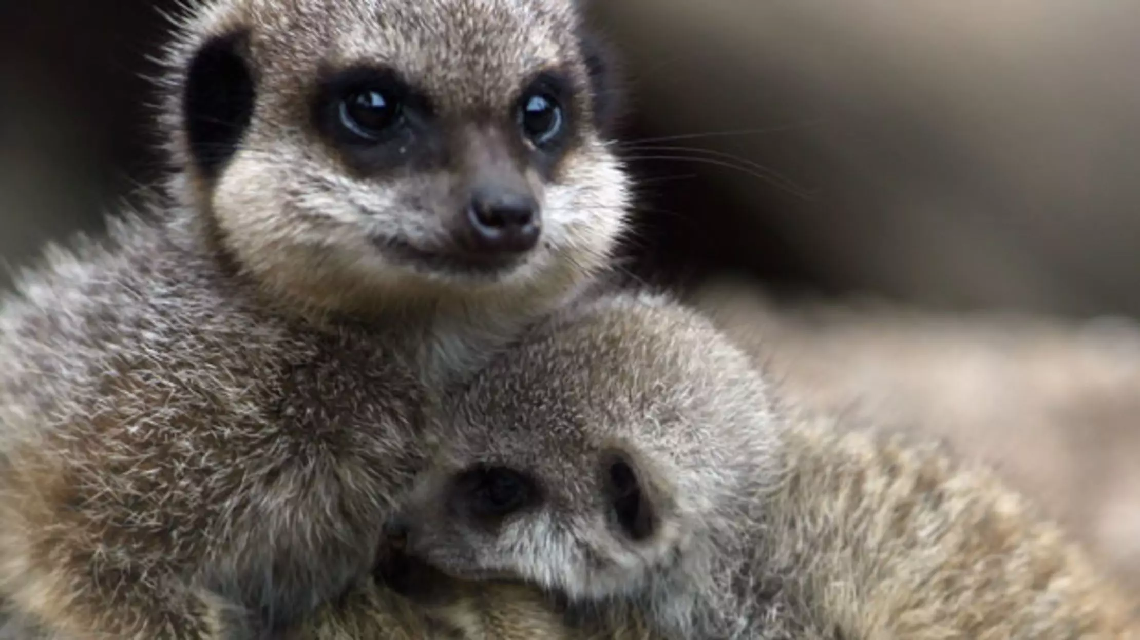 Meerkat Matriarchak kale gurutzatzaile berekoiak dira