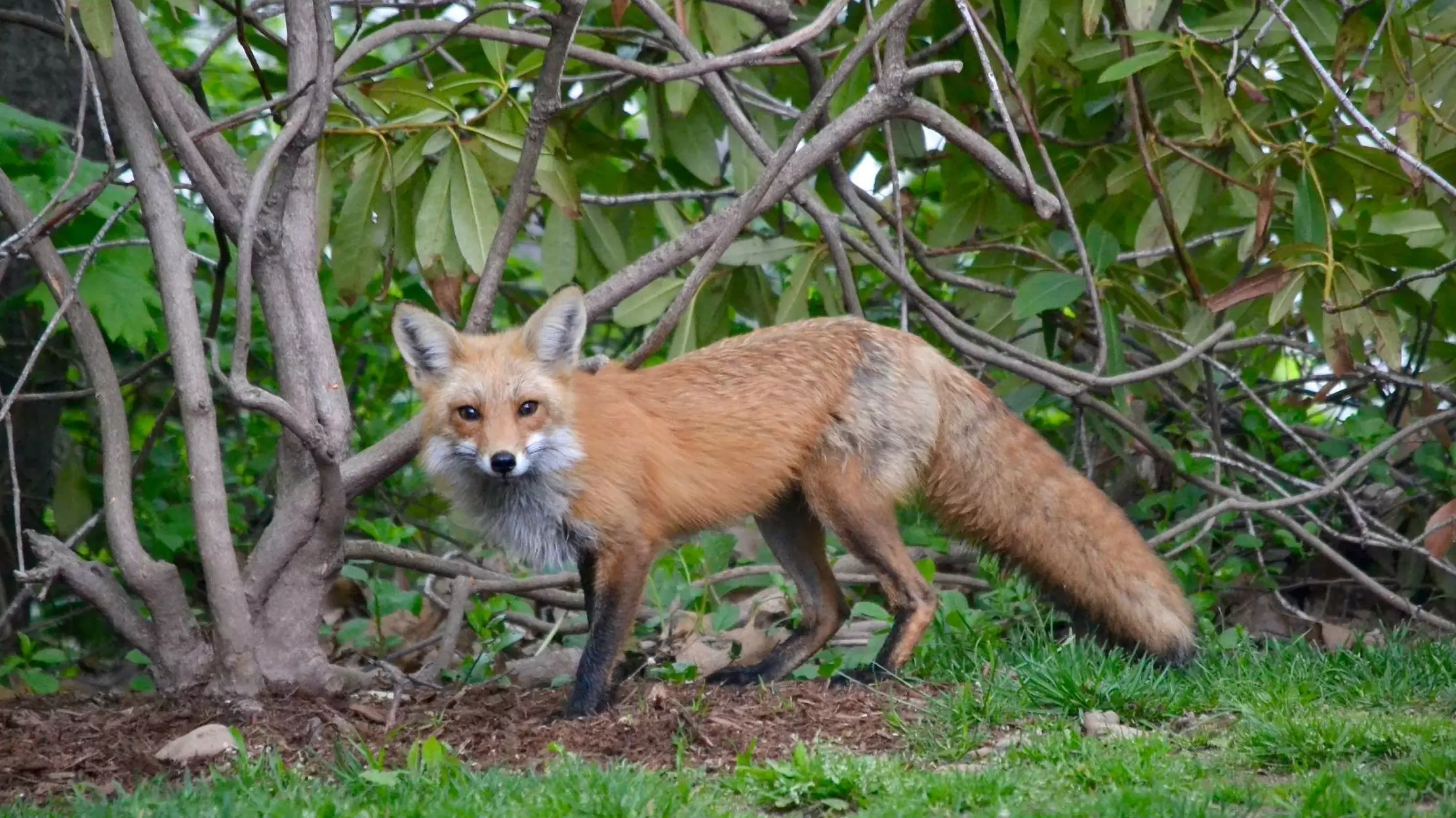 觀看後院野生動物的提示