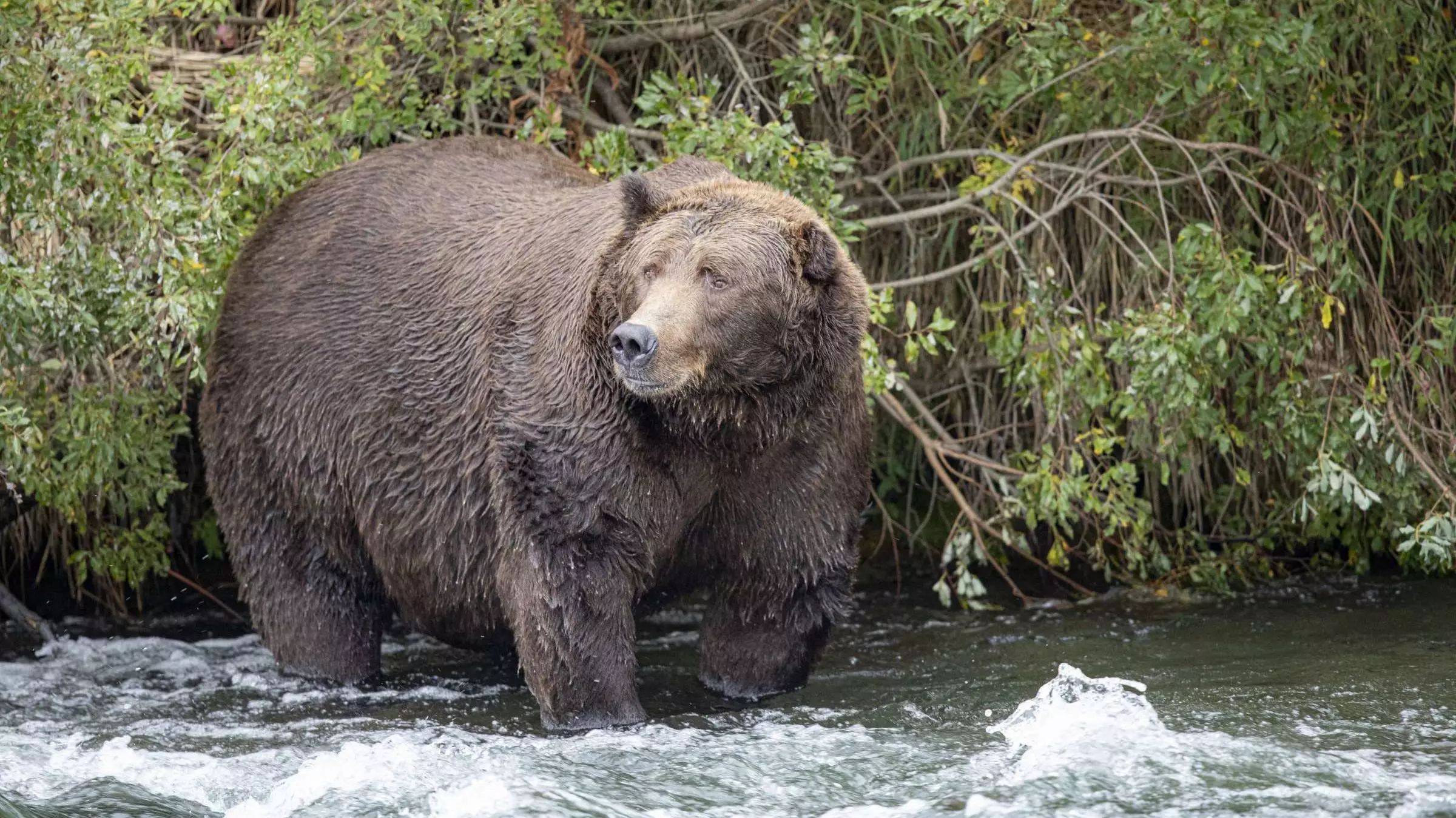 Semana del Oso Gordo del Parque Nacional Katmai 2020