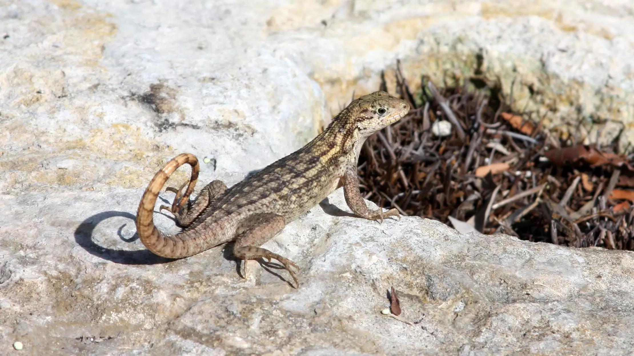 Poop Poop ya Curly-Tailed Lizard Akhazikitsa Mbiri