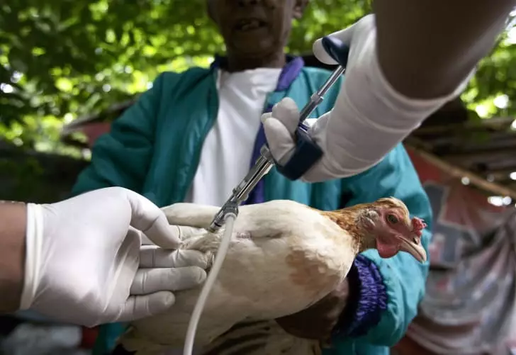 Awọn Arun Zoonotic: Bawo ni Awọn ọlọjẹ Eranko Lọ si Eniyan 3663_2