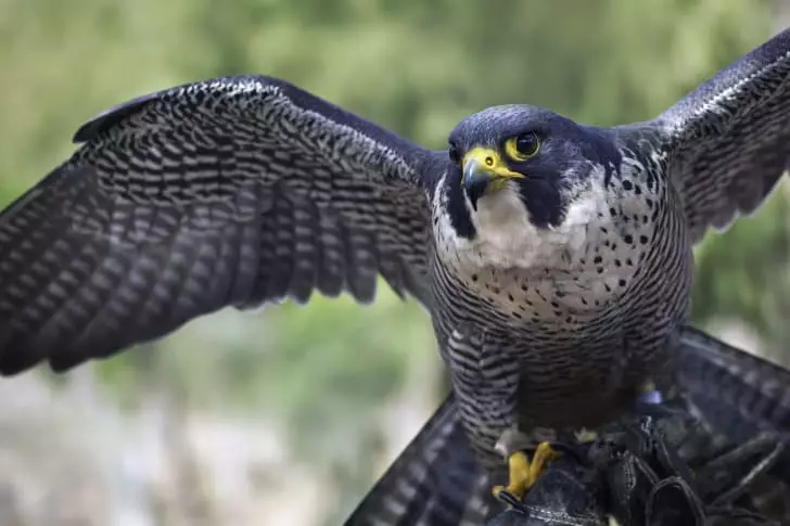 A sunmọ-soke ti a peregrine falcon.