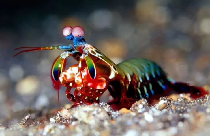 Udang mantis di dasar sagara.