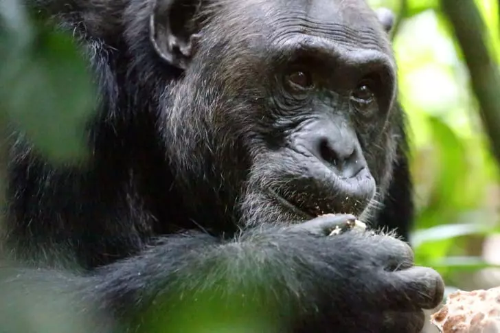 Isunmọ ti oju chimpanzee.