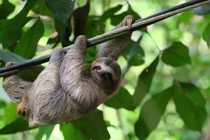 A sloth adiye pẹlẹpẹlẹ a eka