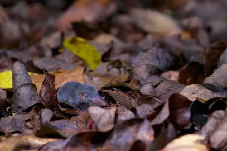 ۽ Etruscan shrew ڪريل پنن سان ملائي ٿو.