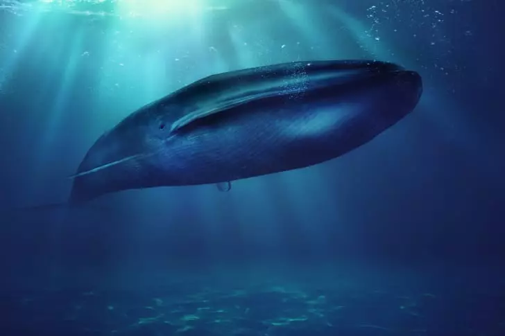 A blue whale labẹ okun