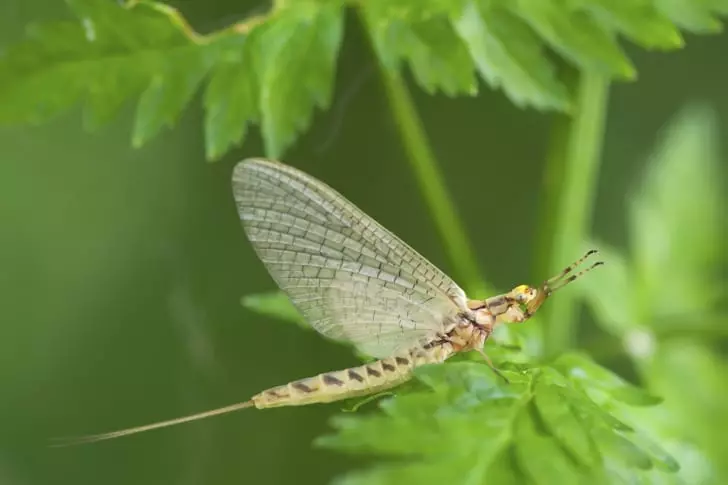 'n Mayfly op 'n blaar