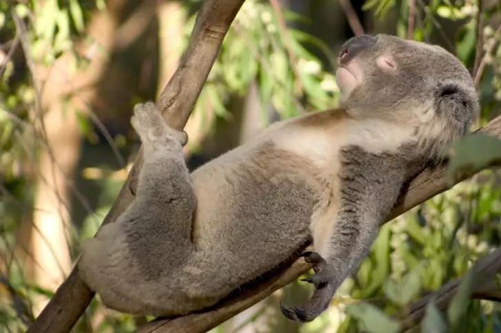 'n Koala slaap op sy rug op 'n tak van 'n boom