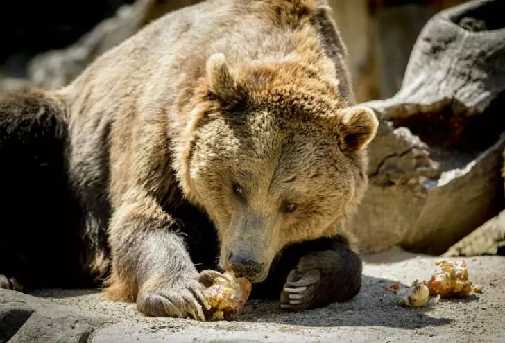 10 saker du kanske inte visste om grizzlybjörnar 4130_1