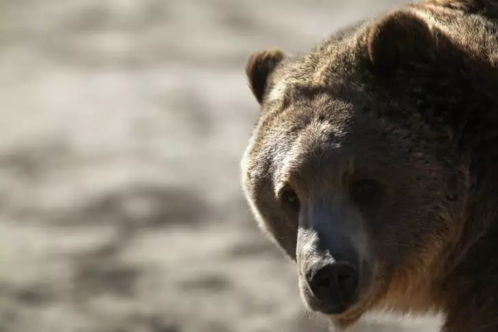 10 saker du kanske inte visste om grizzlybjörnar 4130_3