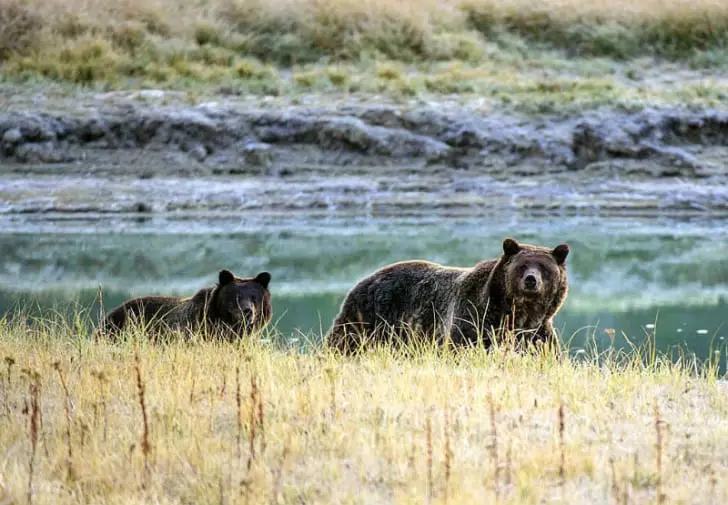 10 شيون جيڪي توهان کي نه ڄاڻندا هوندا Grizzly Bears بابت 4130_5