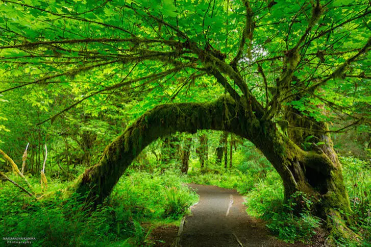 Amaqiniso ayi-10 Nge-Olympic National Park 4134_3