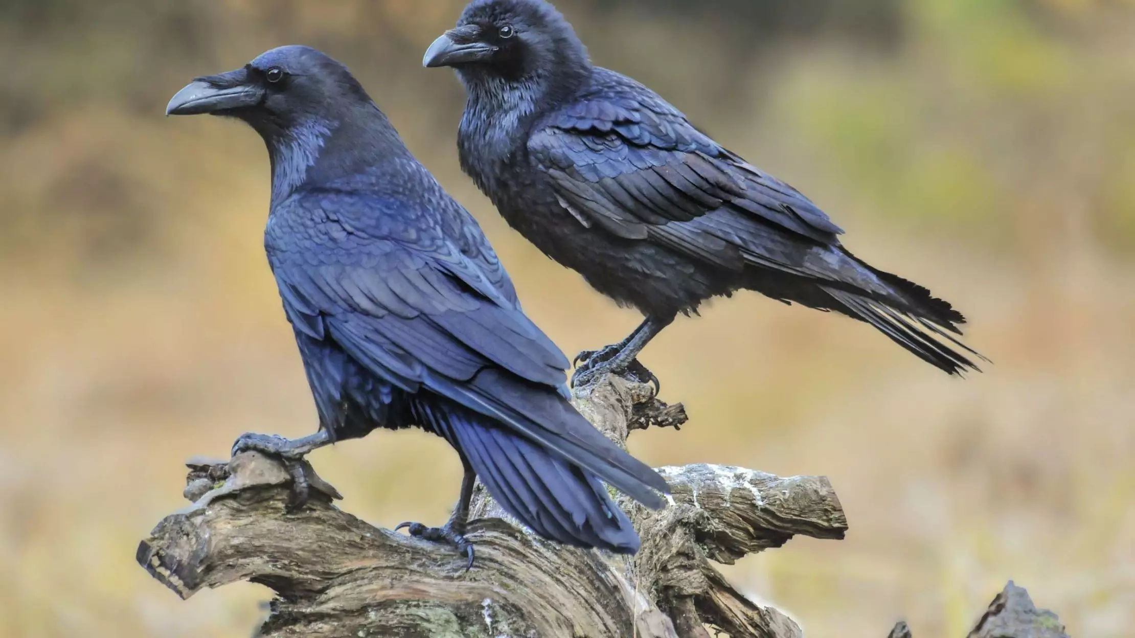 10 Ravens buruzko datu liluragarriak