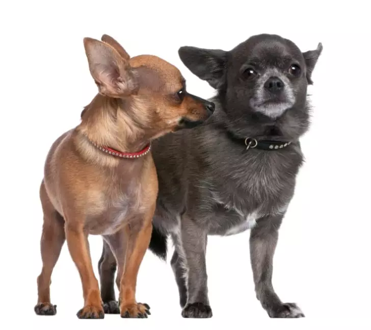 Chihuahuas को बारे मा 10 Feisty तथ्यहरु 455_5