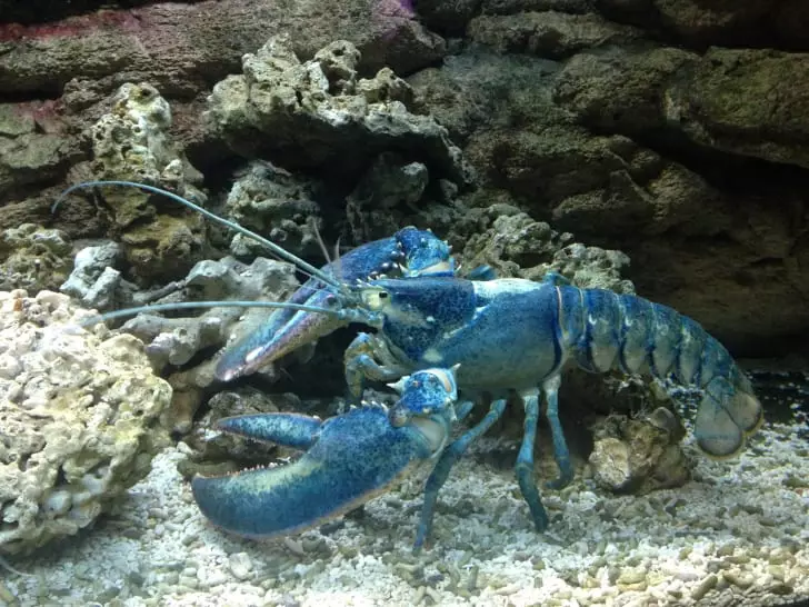 25 Fakta Enak Babagan Lobster 4674_1