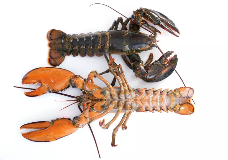 25 Fakta Enak Babagan Lobster 4674_2