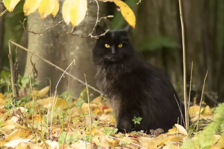 15 Traidisiúin Spooky Oíche Shamhna agus a mBunúis 5038_3