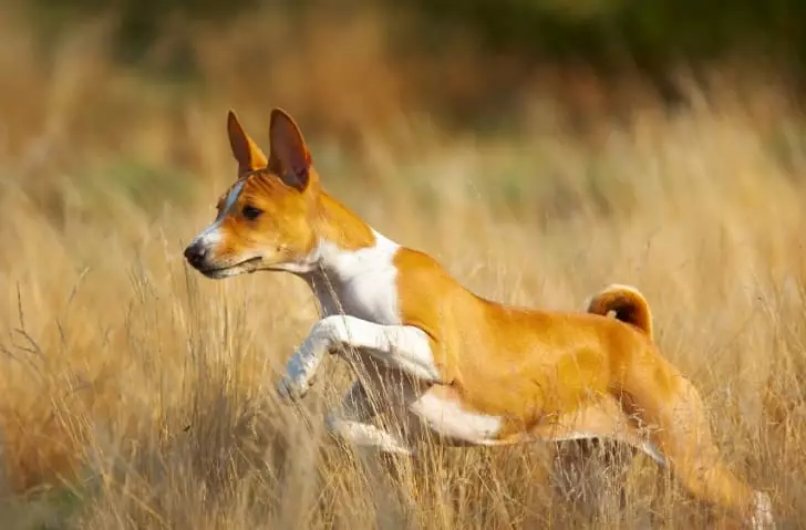 10 super-smarte fakta om Basenjis 5336_1