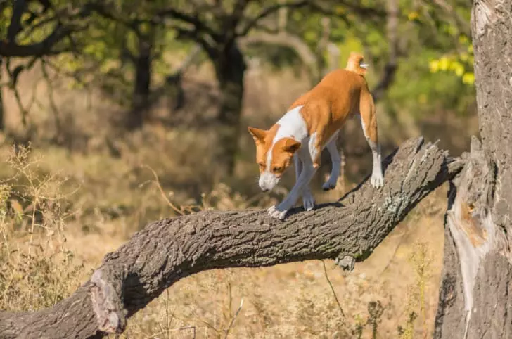 10 super-smarte fakta om Basenjis 5336_2