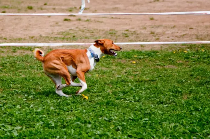 10 datos súper inteligentes sobre Basenjis 5336_7