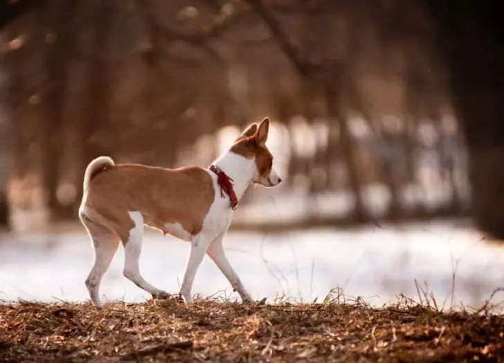 10 datos súper inteligentes sobre Basenjis 5336_8