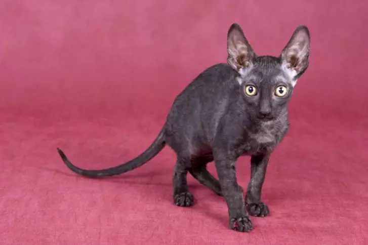 8 kovrčavih činjenica o mačkama Cornish Rex 6121_1