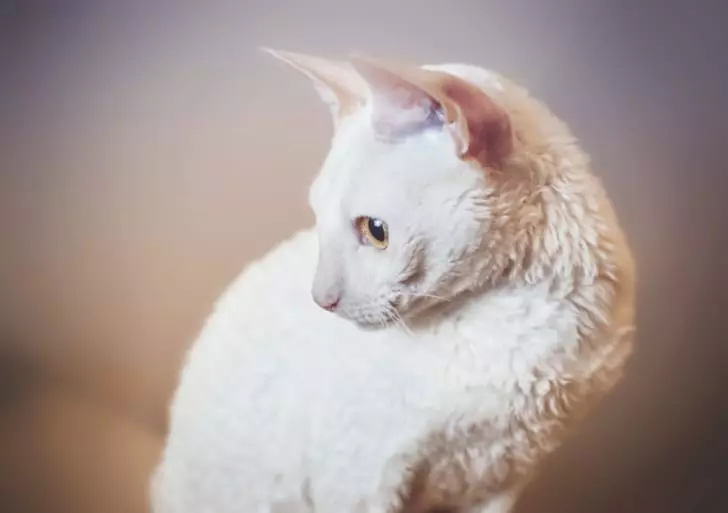 8 ຂໍ້ເທັດຈິງ Curly ກ່ຽວກັບແມວ Cornish Rex 6121_2