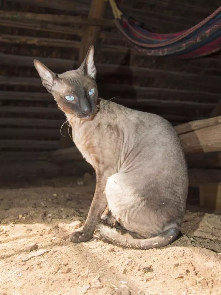 8 kovrčavih činjenica o mačkama Cornish Rex 6121_4