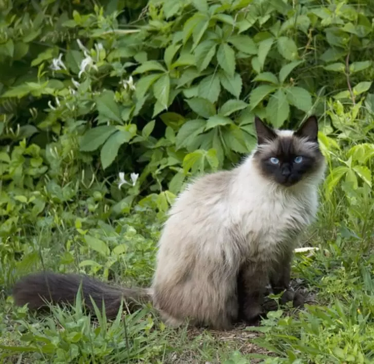 7 datos sedosos sobre los gatos birmanos 6122_3