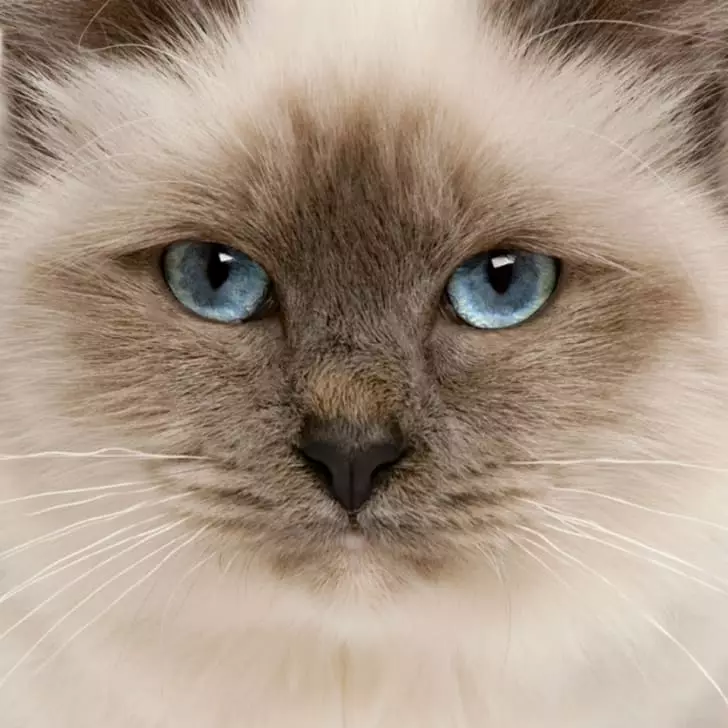 7 datos sedosos sobre los gatos birmanos 6122_4