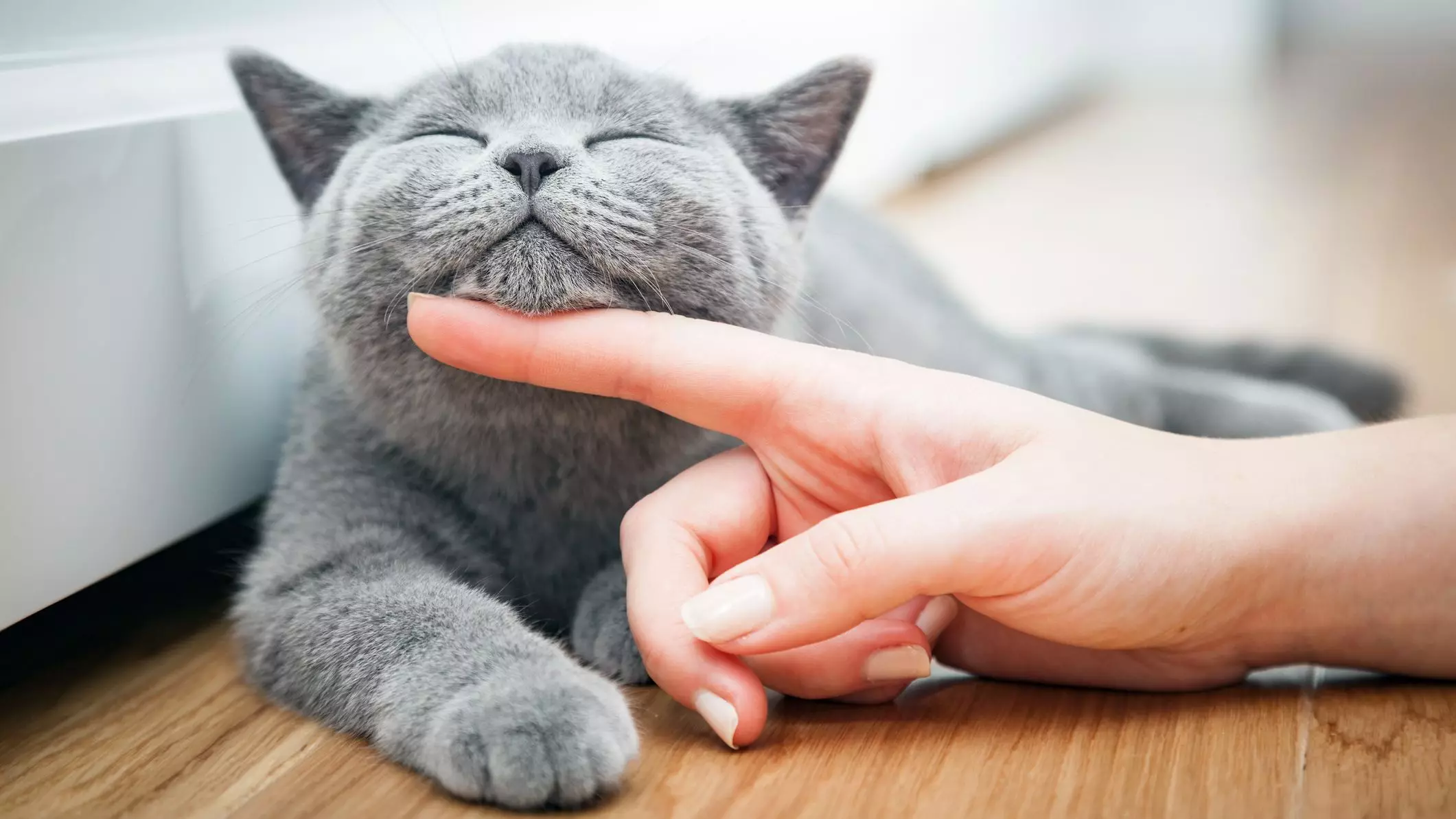 10 dicas apoiadas pela ciência para fazer um gato gostar de você