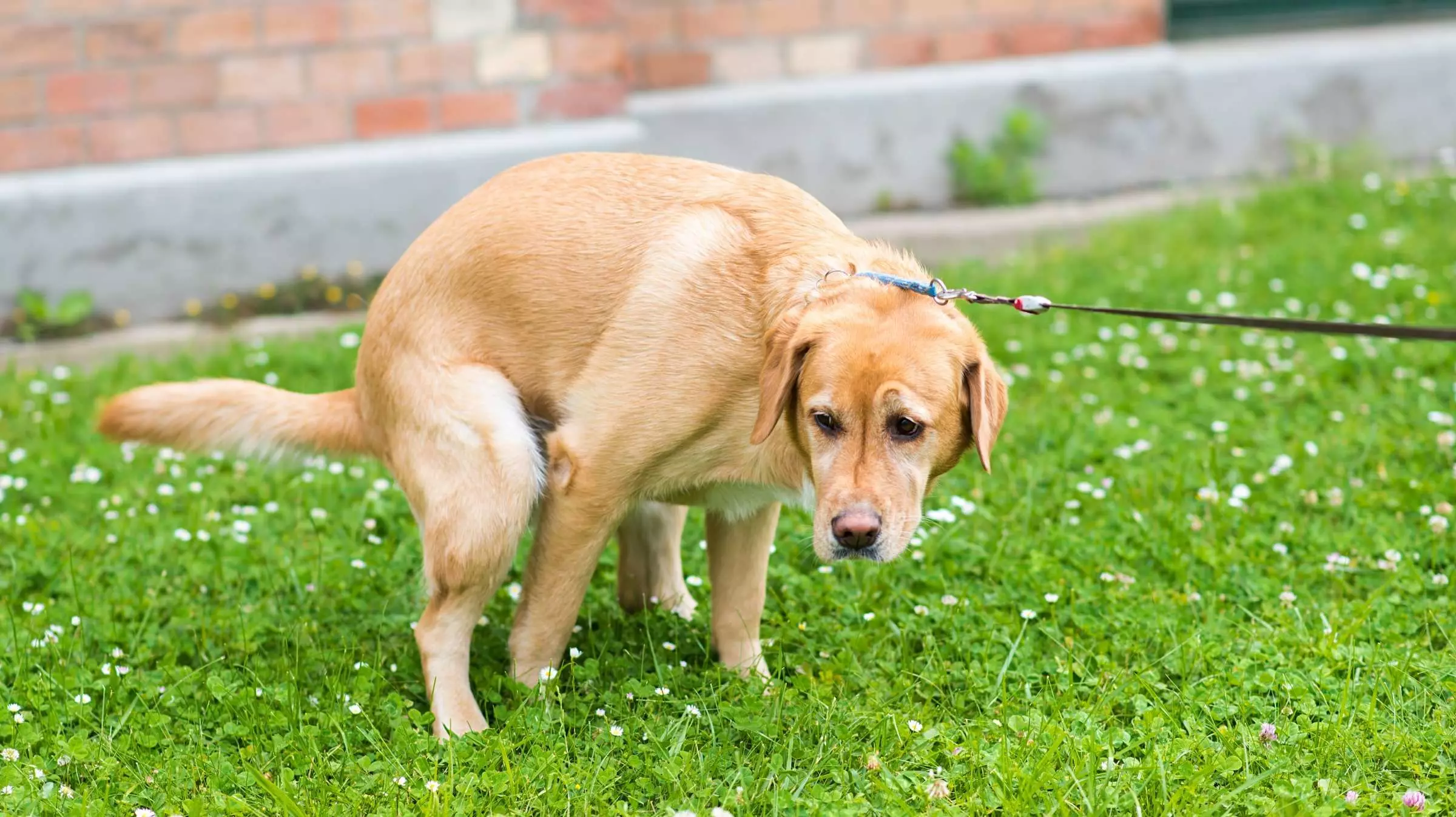 Por que o cocô de cachorro branco e velho desapareceu na década de 1990