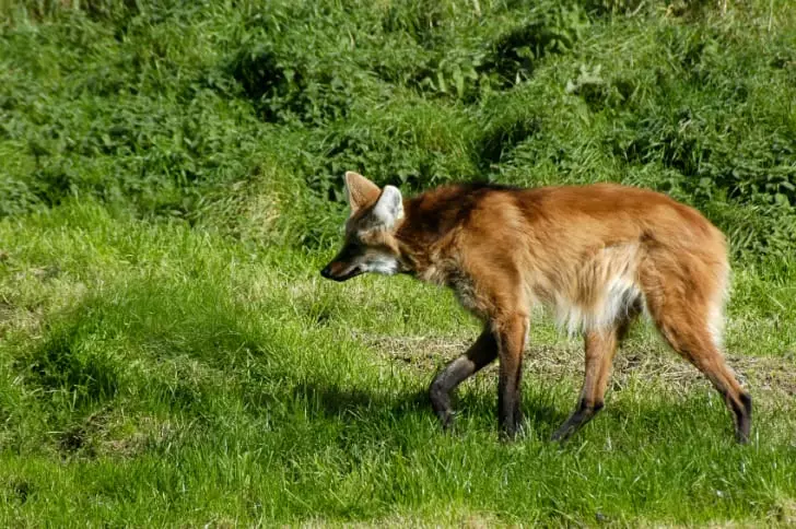 15 animales con nombres engañosos 6922_10