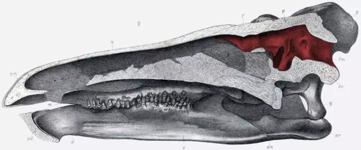 10 stekelige feiten over stegosaurus 6925_5