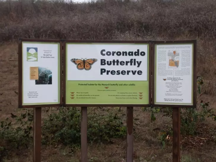 Wêr te sjen de Monarch Butterflies wintering yn Kalifornje foardat se fuortgean 7221_1