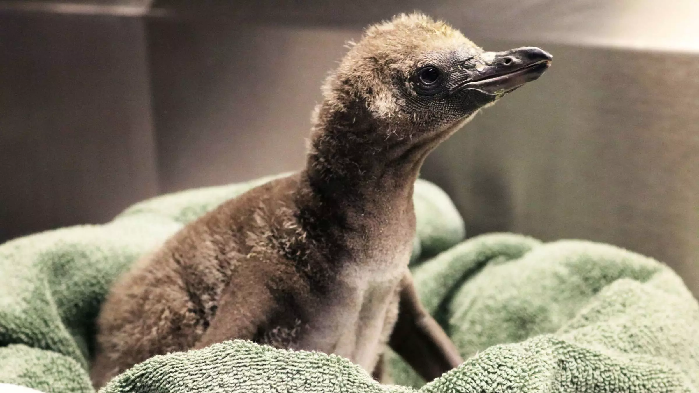 Murume Wepabonde Mumwe Humboldt Penguin Vakaroorana Vanotambira Mwana Chick