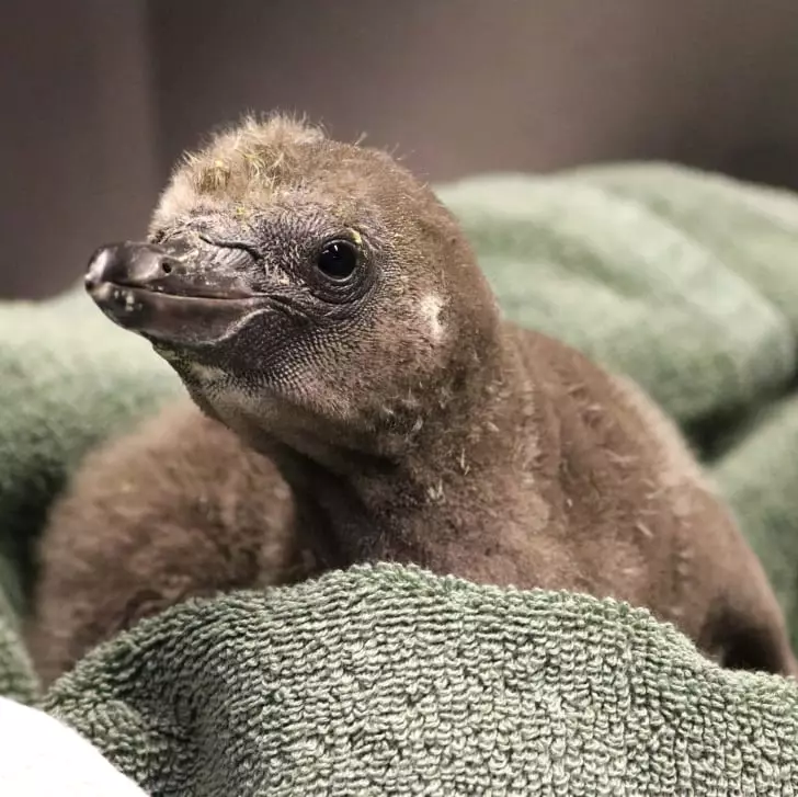 Lammaanaha Isku Jinsiga ah ee Humboldt Penguin Couple wuxuu soo dhaweynayaa Chick ilmaha 72_1