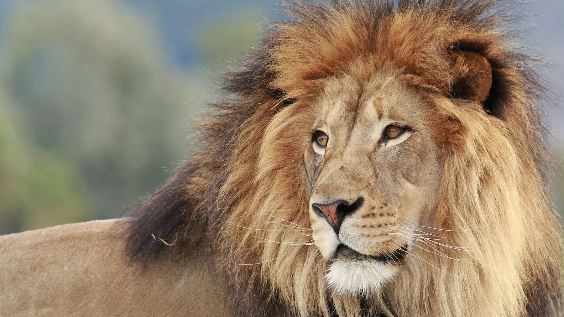 Pourquoi les lions mâles ont-ils des crinières ?