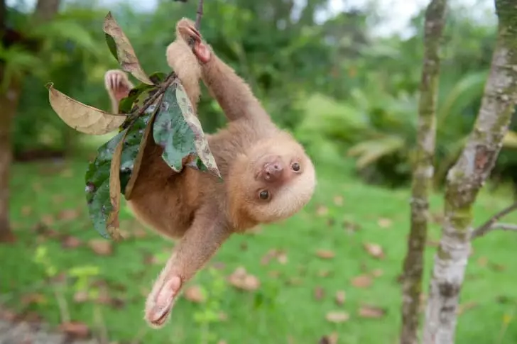 Eda Eniyan Ti o Kọ Orphan Sloths Bi o ṣe Le Jẹ Ẹranko Egan 7787_7