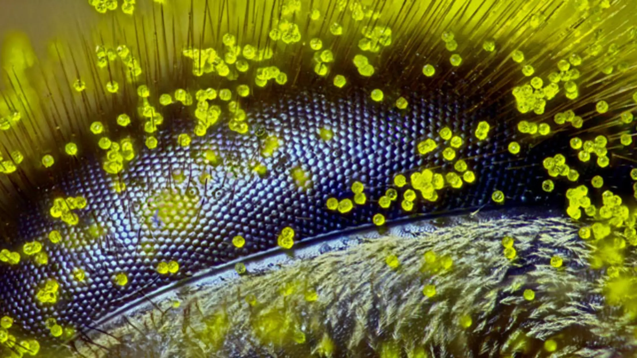 Ochiul unei albine câștigă concursul de fotografie cu microscop